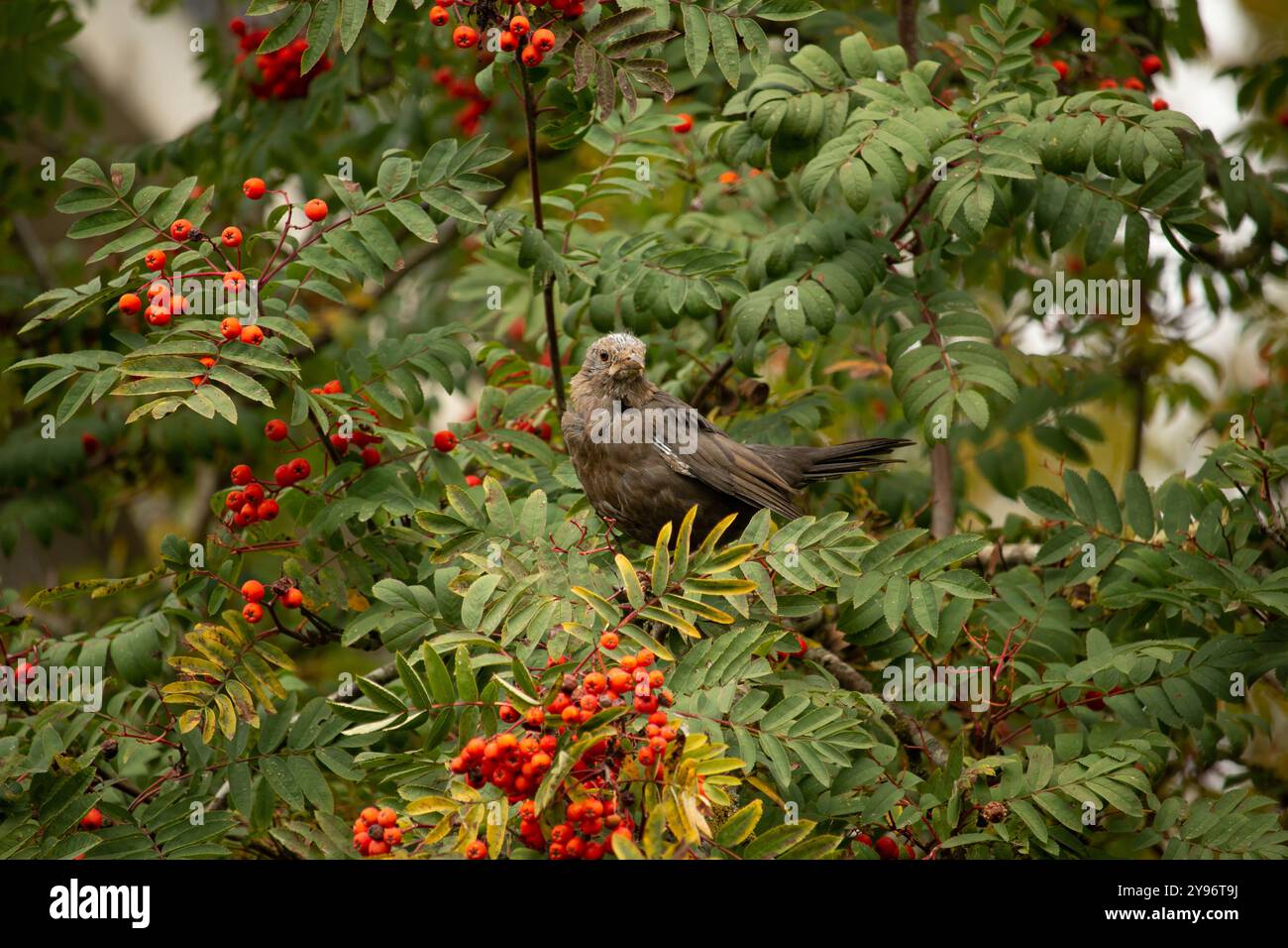 Blackbird Turdus merula (Turdidae) Feeding on berries on a Rowan ...