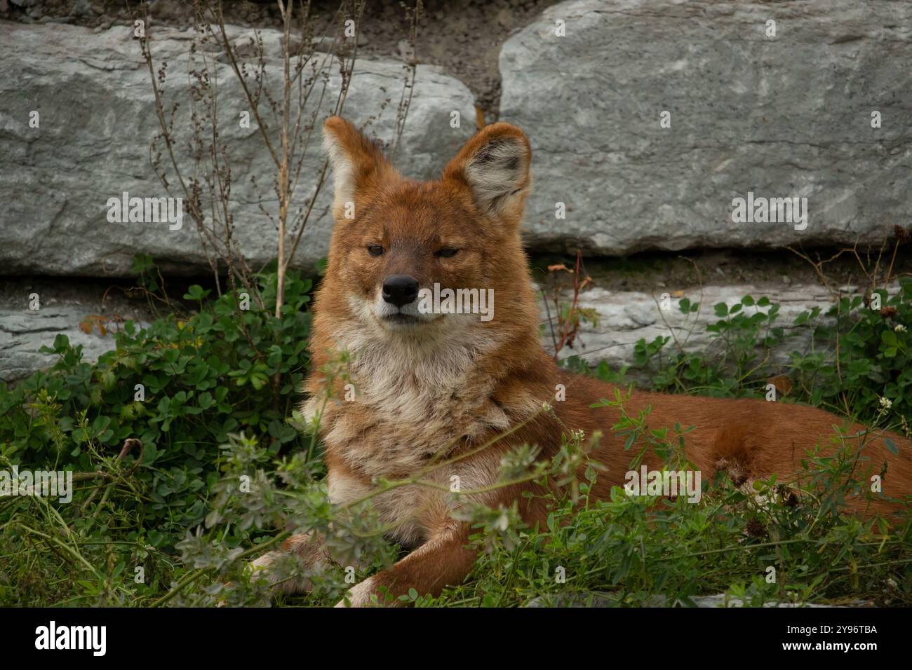 The dhole (Cuon alpinus) or Asian wild dog, Red wild Indian dog, a very ...