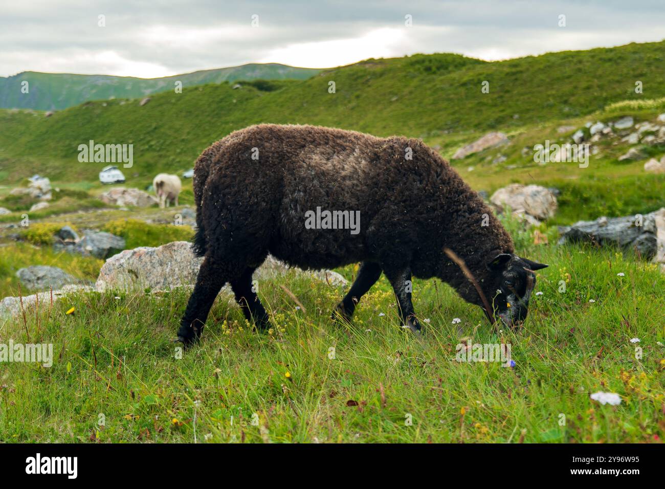 Black sheep portrait grazing away from other sheep in a pasture Stock ...
