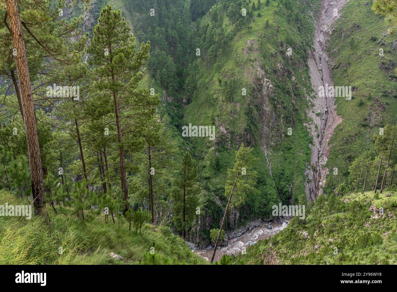 Landscape view of pine trees forest in Kunhar river gorge in scenic ...