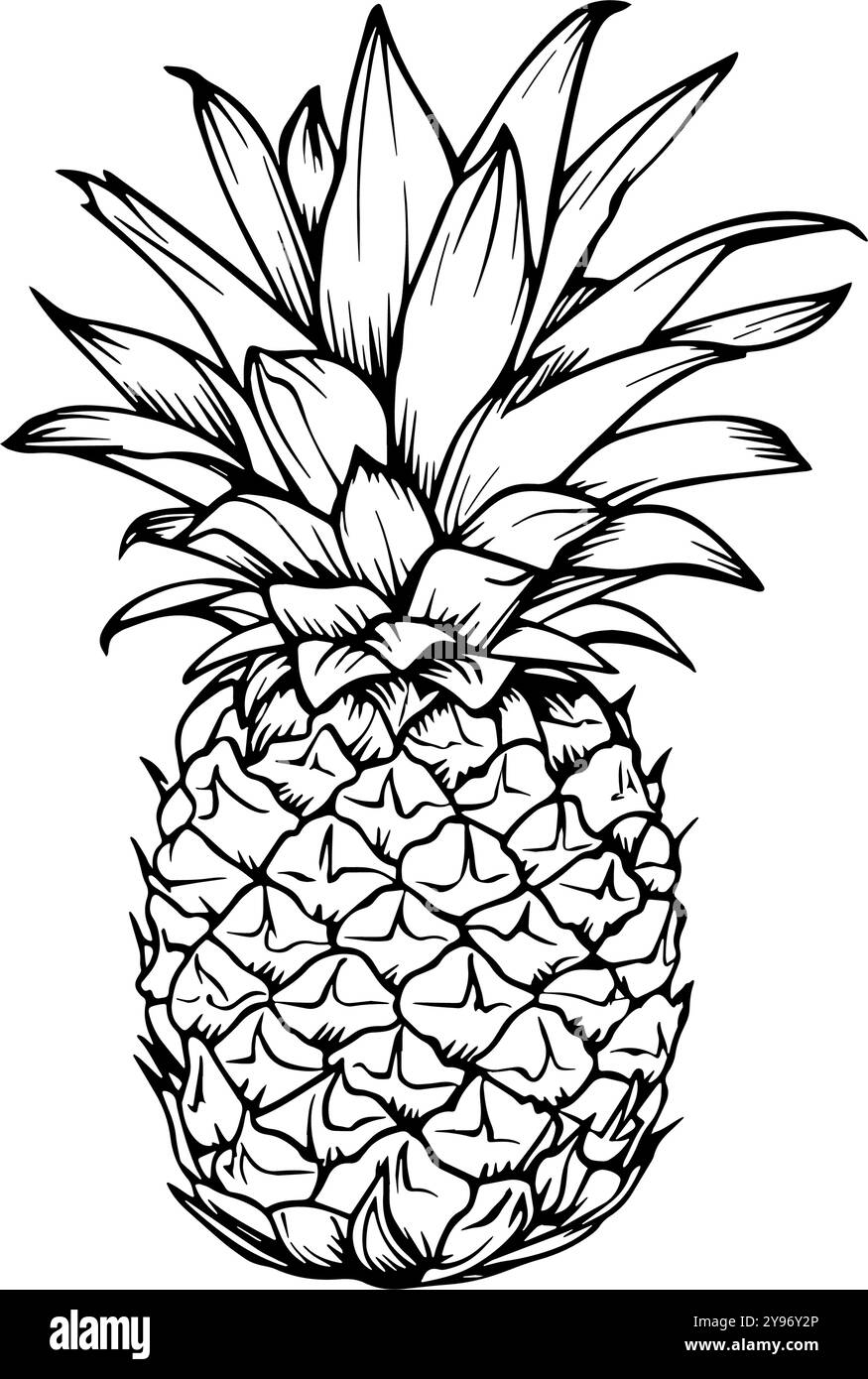 Stylized Pineapple Sketch Illustration Stylized Pineapple Sketch ...