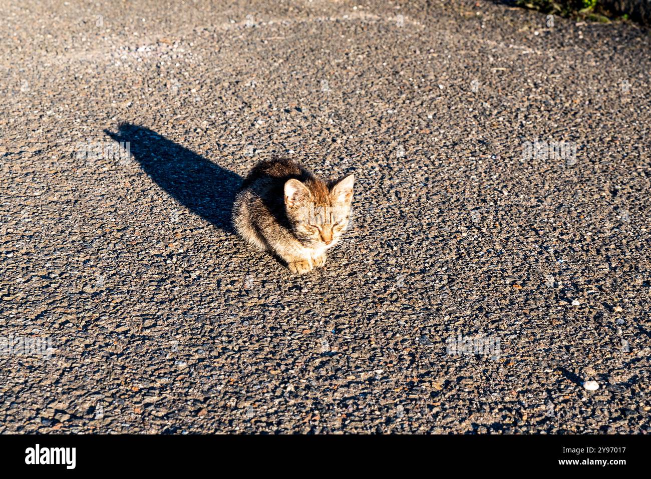 Cute small sitting kitten with shade on an asphalt road Stock Photo - Alamy
