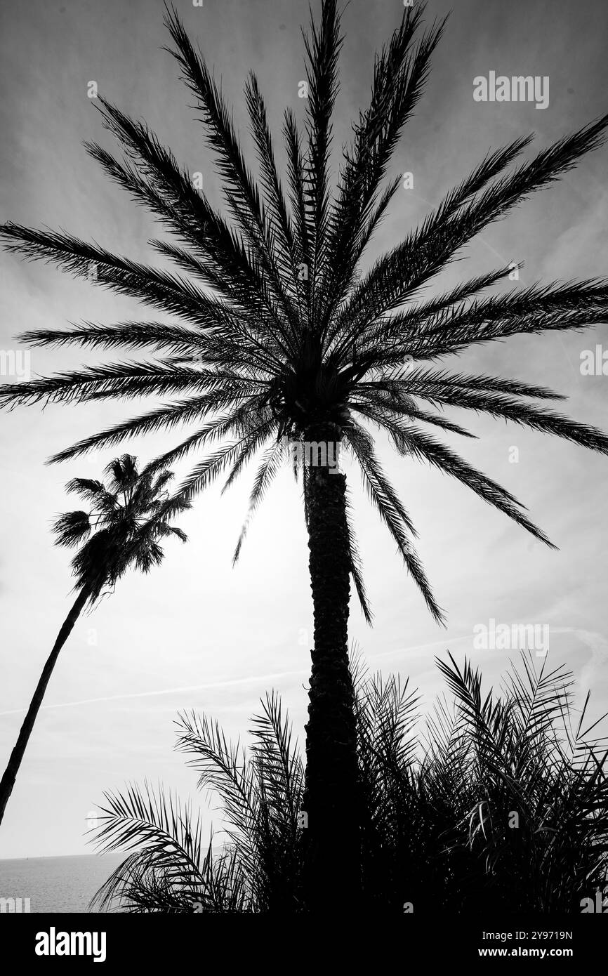 Landscape big tree Black and White Stock Photos & Images - Alamy