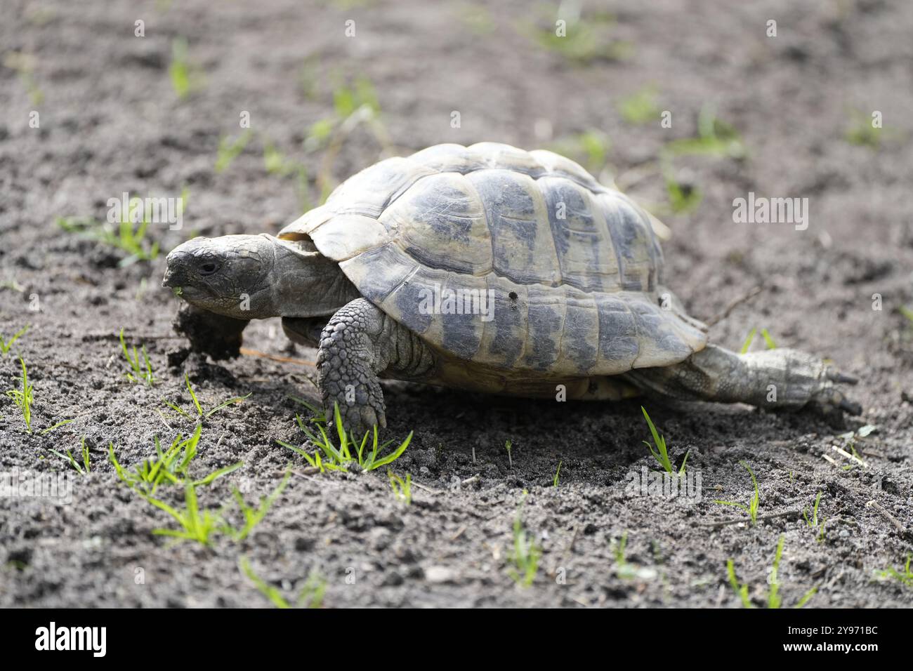 Portrait of a turtle on a barren ground Stock Photo - Alamy