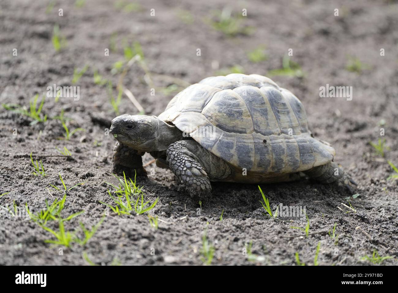 Portrait of a turtle on a barren ground Stock Photo - Alamy