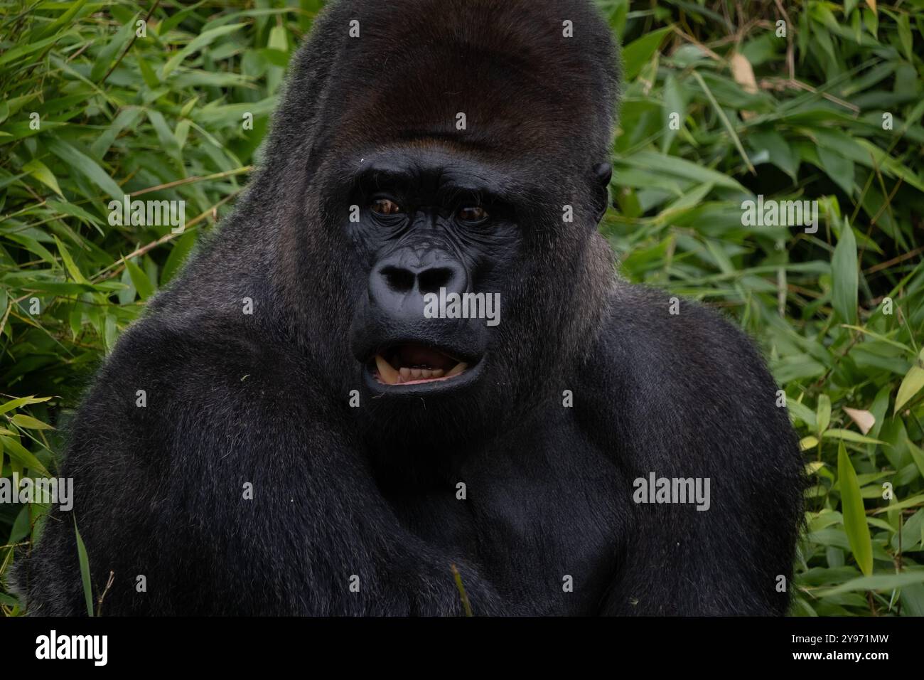 Western Lowland Silverback Gorilla at Jersey Zoo Stock Photo - Alamy