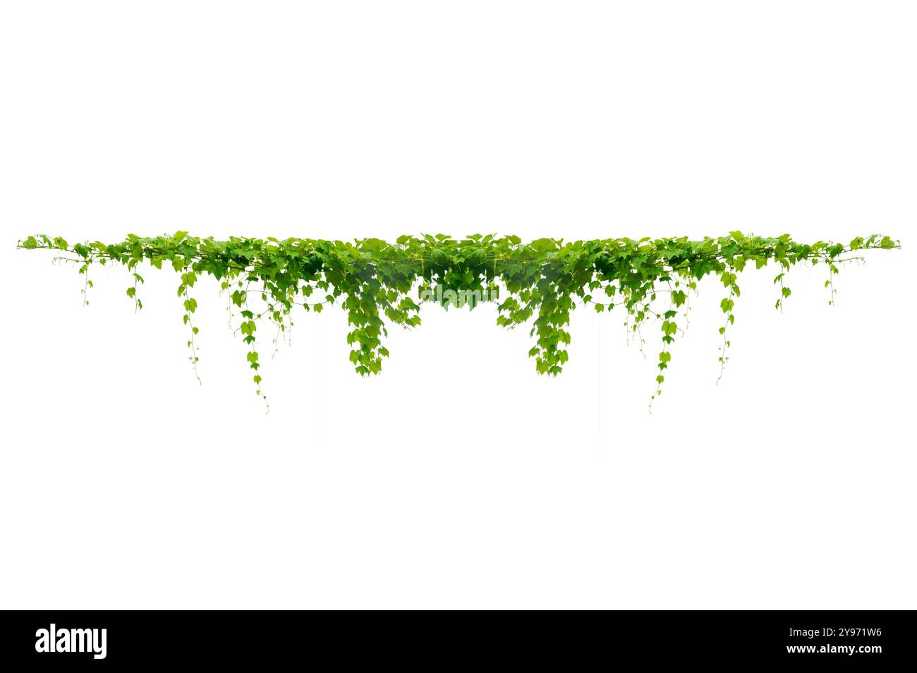vine frame leaf vine isolates on a white background Stock Photo - Alamy