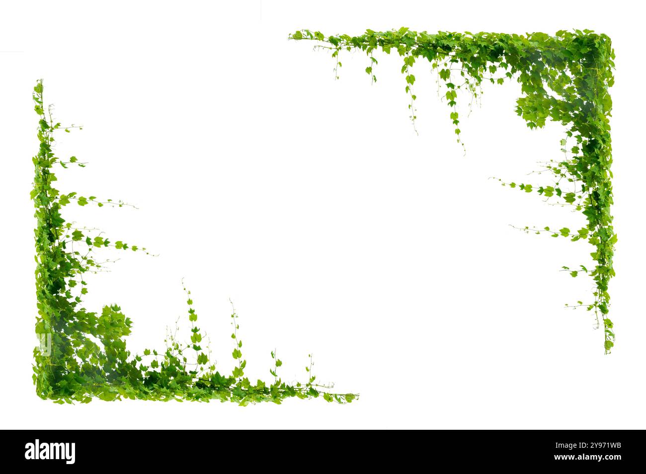 vine frame leaf vine isolates on a white background Stock Photo - Alamy