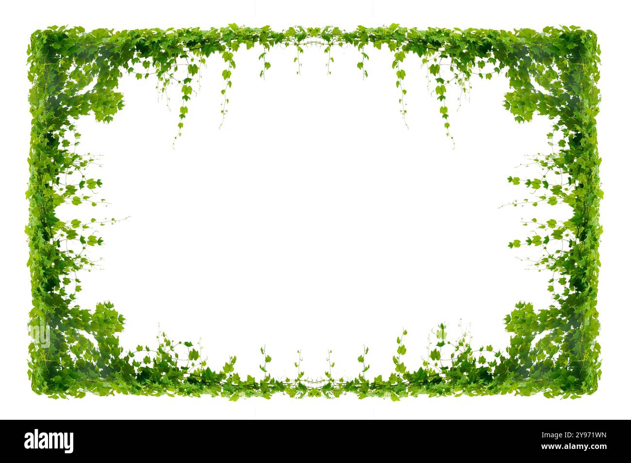 vine frame leaf vine isolates on a white background Stock Photo - Alamy