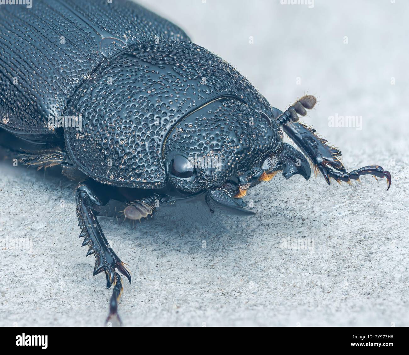 Shiny black exoskeleton hi-res stock photography and images - Alamy