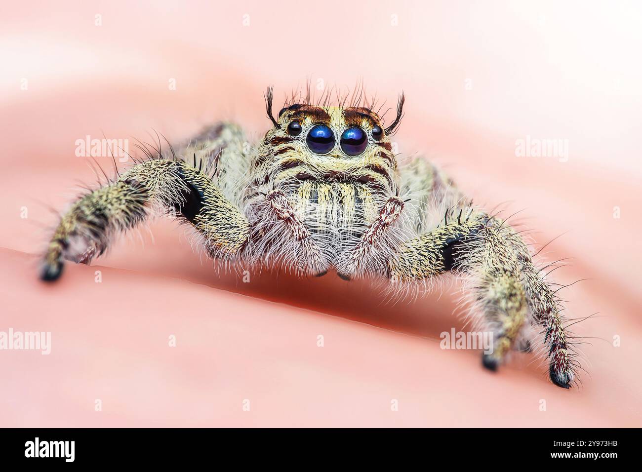 Close-up photo of a jumping spider on pink background, showcasing its ...