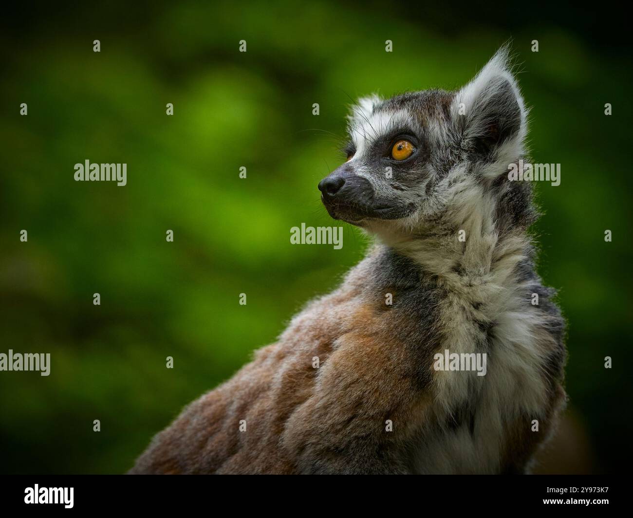 Popular animals of monkey species. Black and white animal. Group of ...