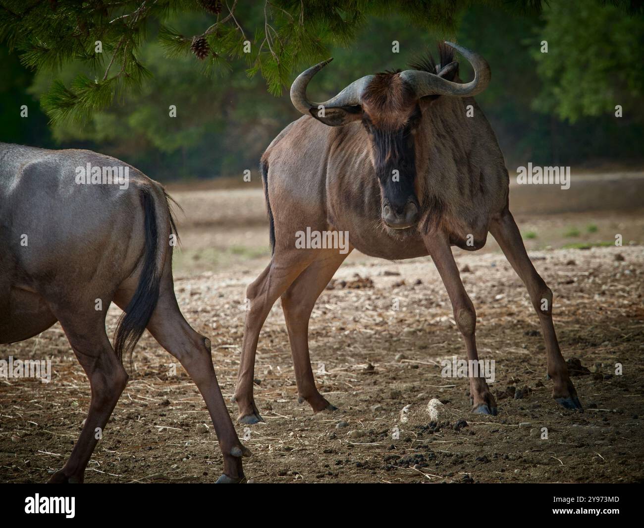 Portrait of wildebeest in nature. Photo from animal´s world. Detaild ...