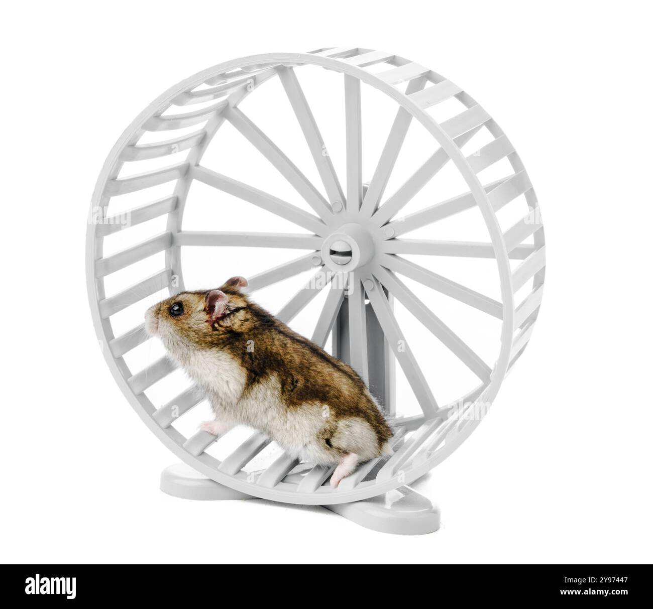 A playful hamster exercises energetically in a white wheel on a white ...