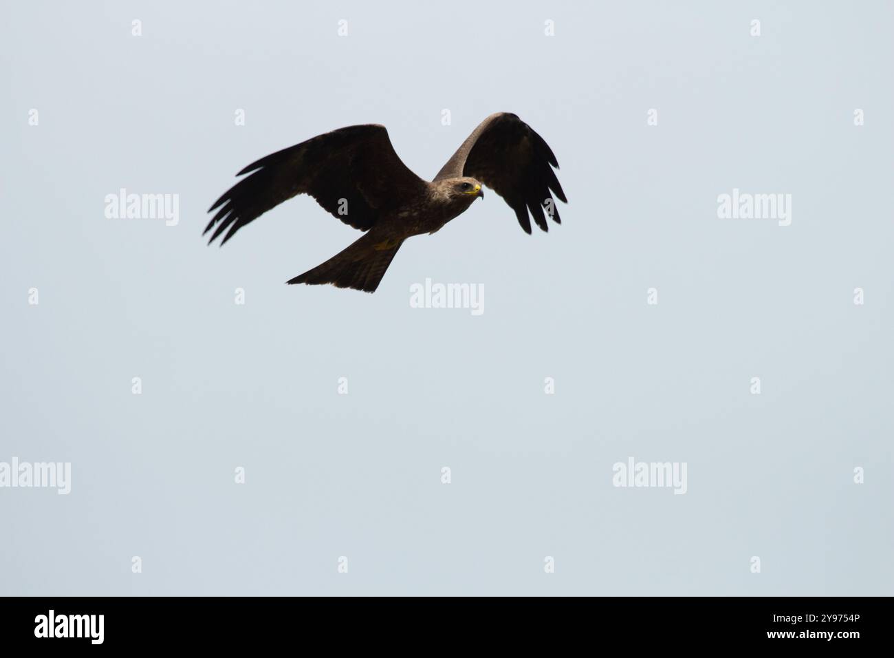Graceful wingspan hi-res stock photography and images - Alamy
