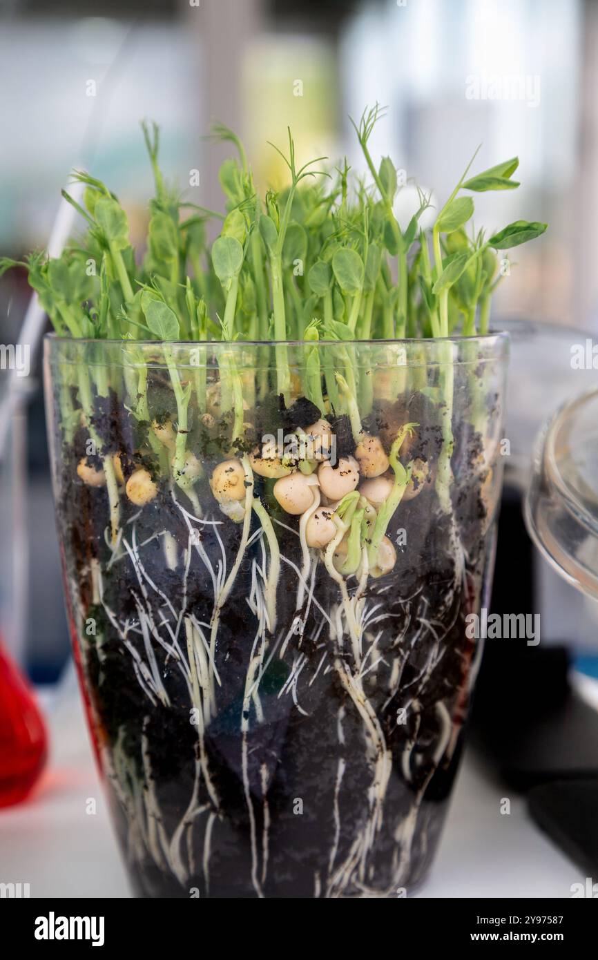 green pea sprouts sprouted in a transparent jar in soil, roots visible ...