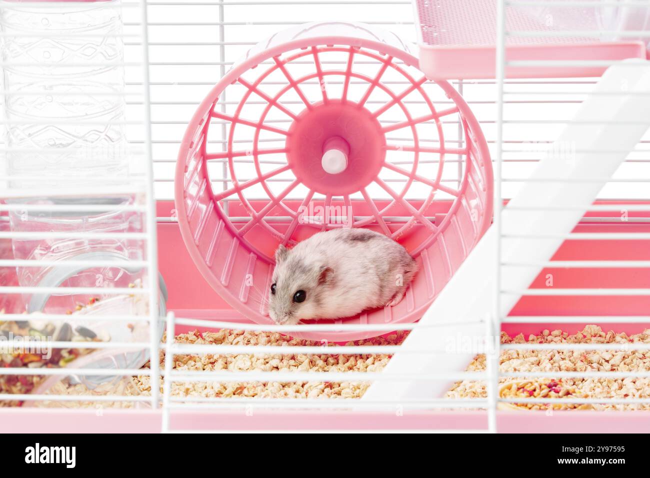 A playful hamster runs energetically on its wheel inside a bright ...