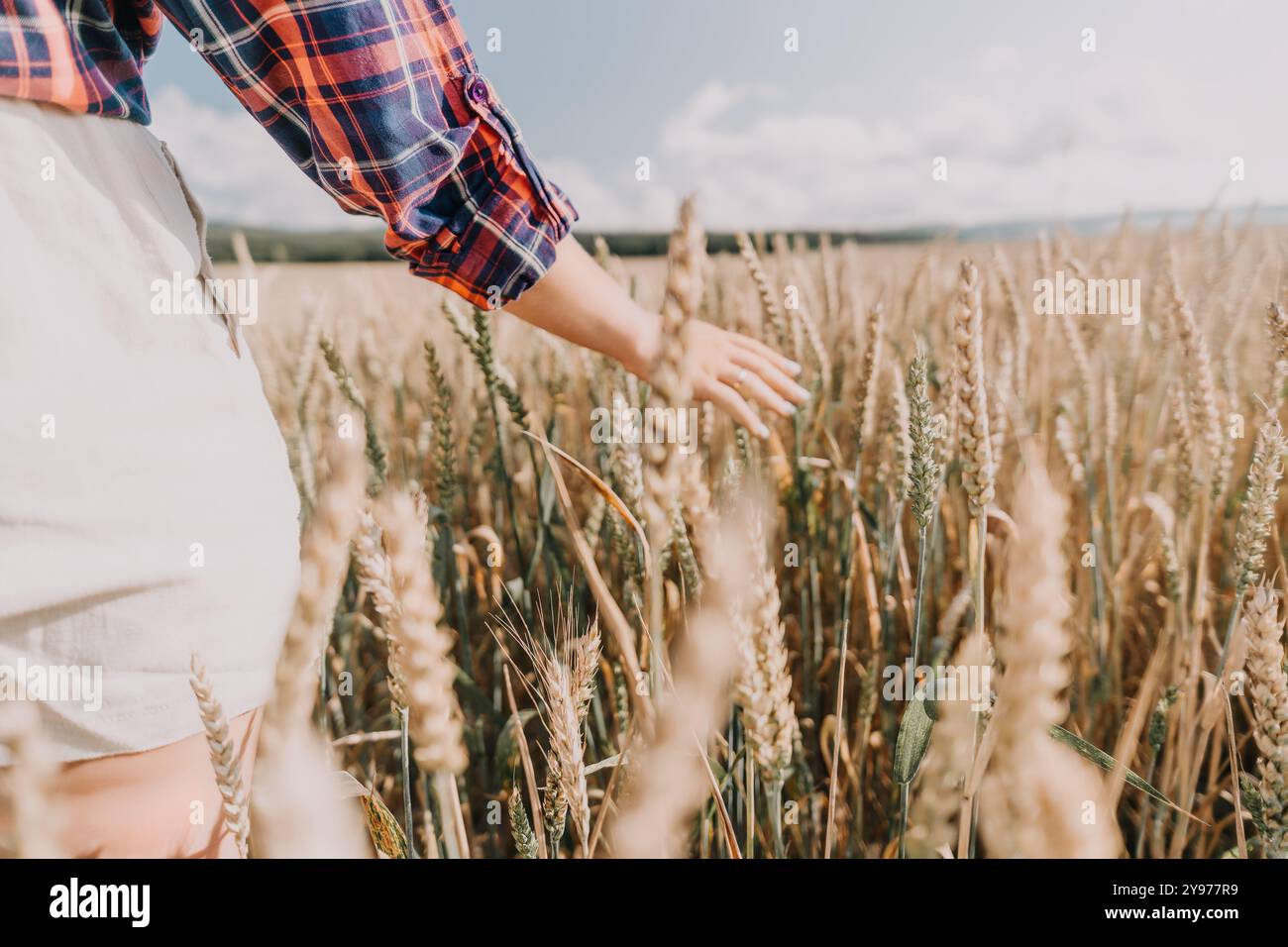 Woman's Hand Reaching Through a Wheat Field Stock Photo - Alamy