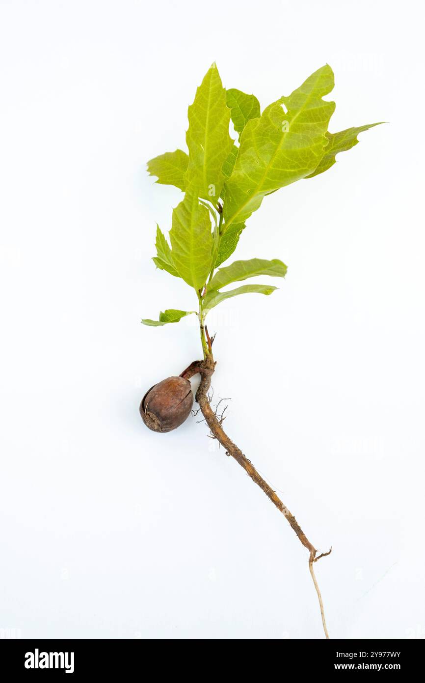 Oak tree acorn and seedling on a white background *** Local Caption *** Stock Photo - Alamy