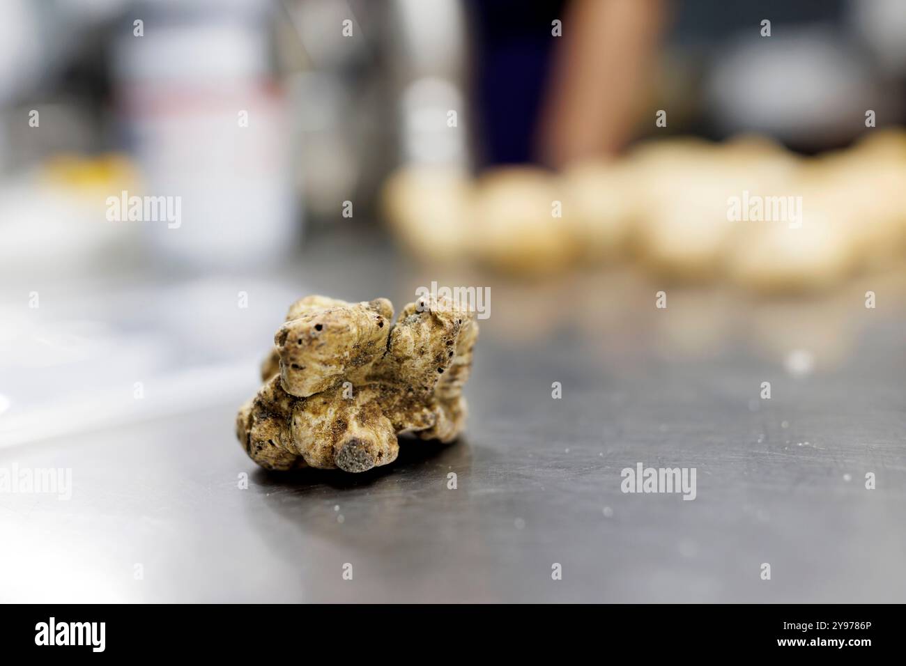 Truffle (tuber magnatum pico). Cleaning a white truffle in a restaurant ...
