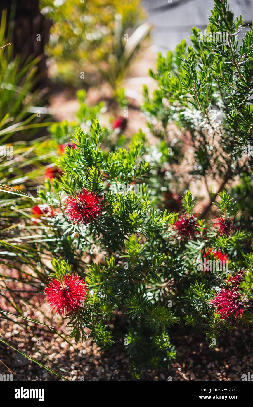 native Australian banksia bush with red flowers outdoor in beautiful ...
