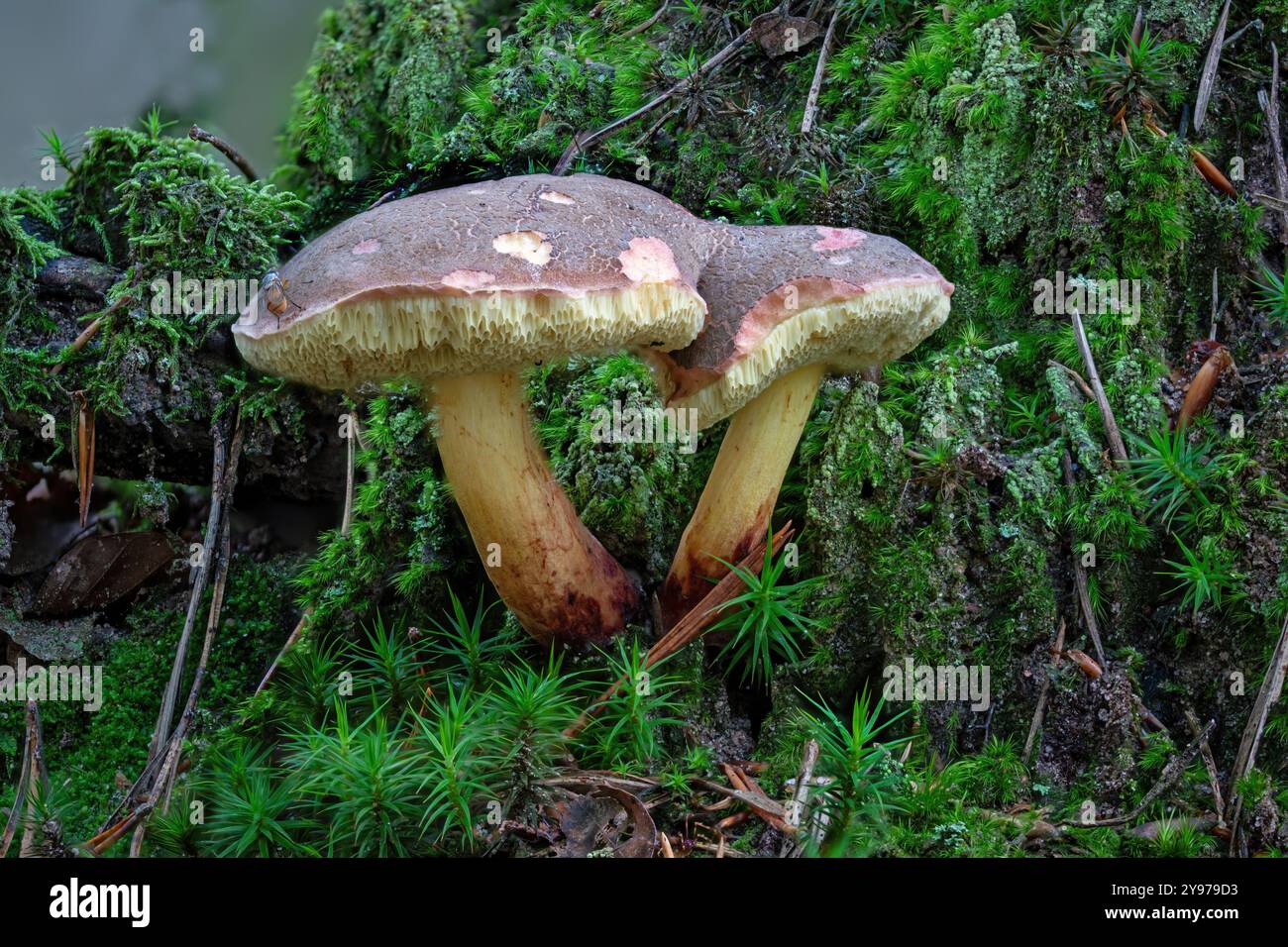 Autumn Red-footed Bolete, Xerocomellus pruinatus, on green moss Stock ...