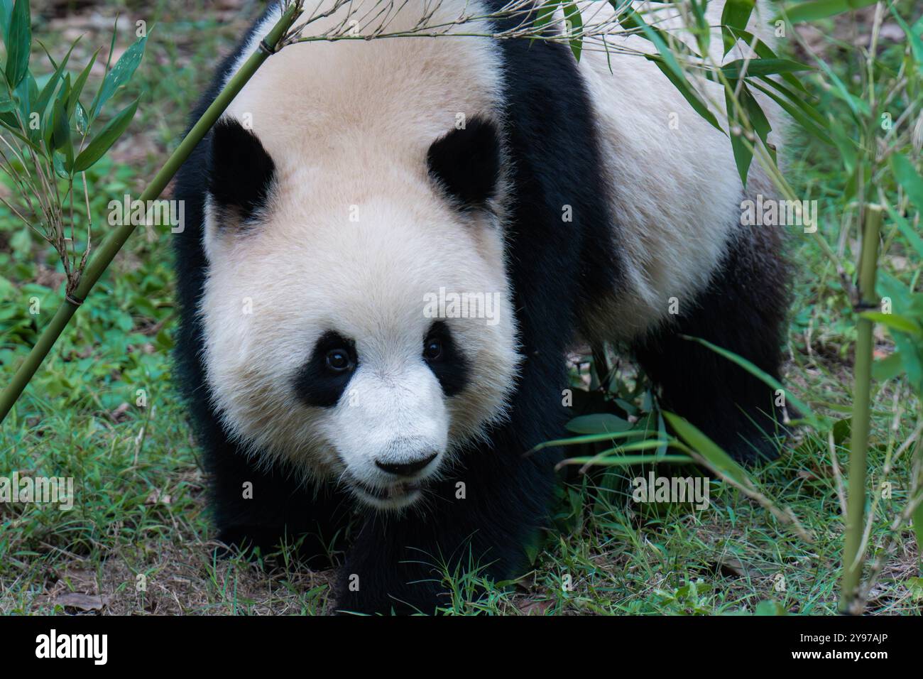 Giant pandas at Chongqing Zoo, Chongqing, China, 4 October, 2024 ...