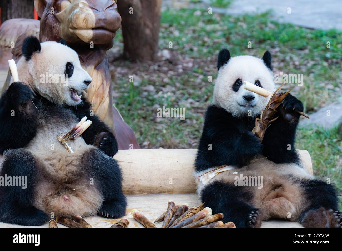 Giant pandas at Chongqing Zoo, Chongqing, China, 4 October, 2024 ...