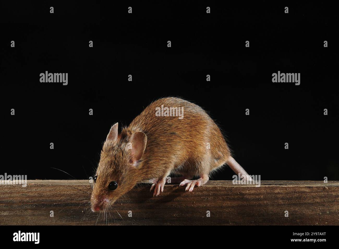 Adult house mouse, Dorset, UK Stock Photo - Alamy