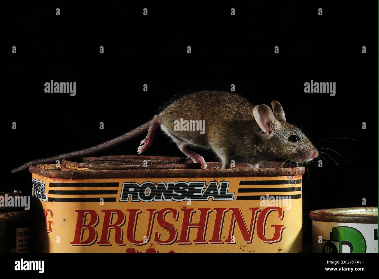 Adult house mouse, Dorset, UK Stock Photo - Alamy