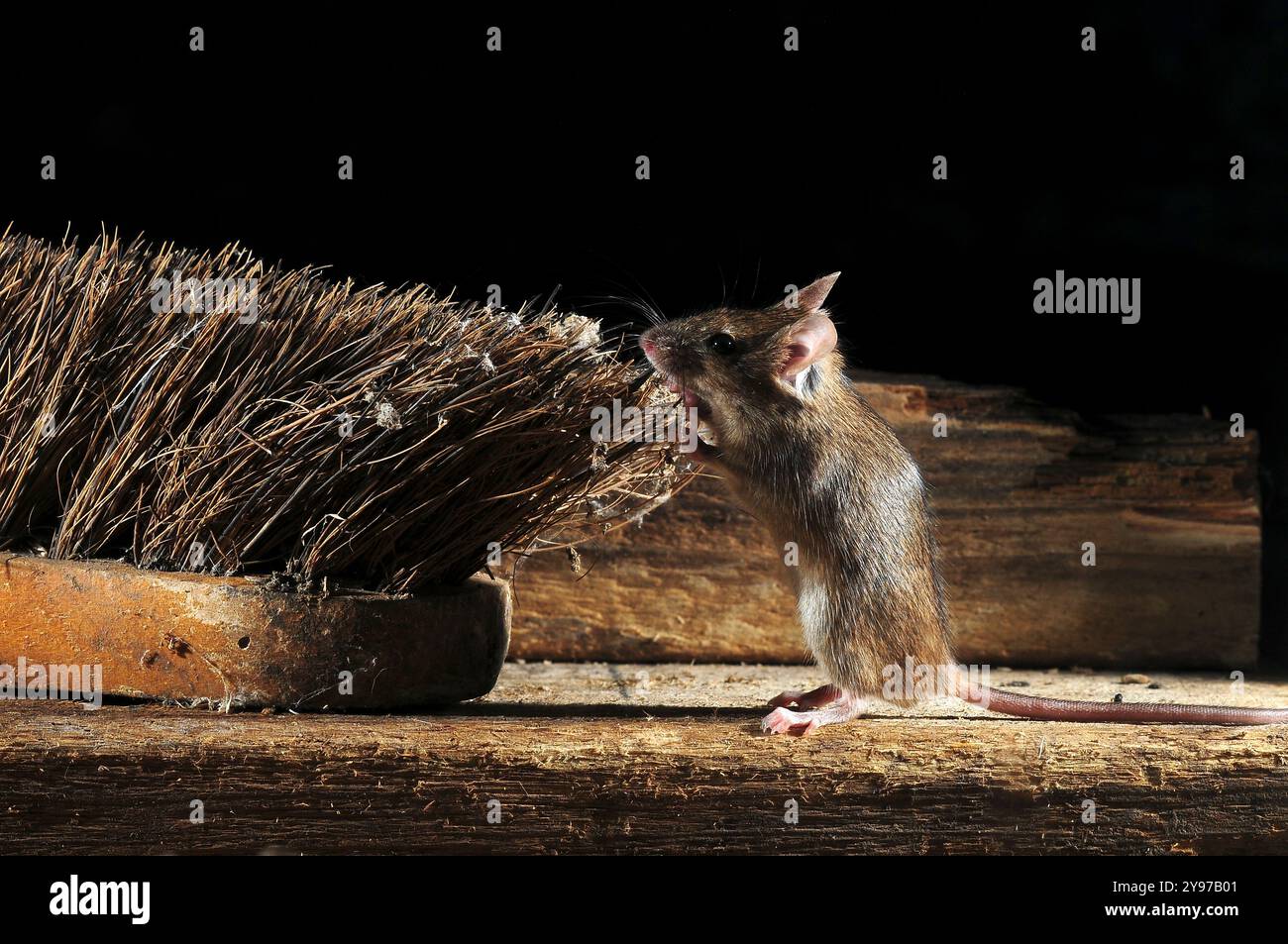 House mouse closeup hi-res stock photography and images - Alamy