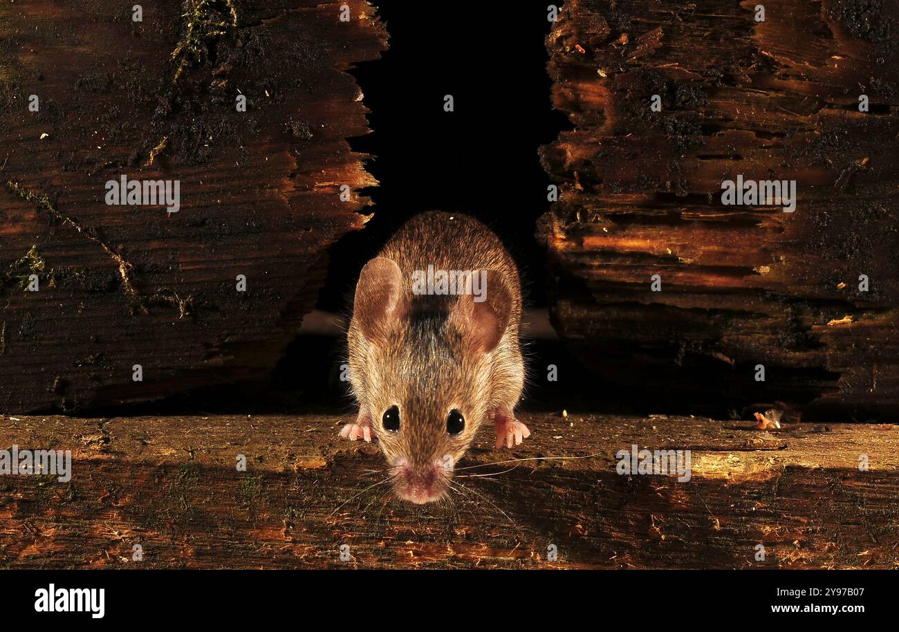 House mouse closeup hi-res stock photography and images - Alamy