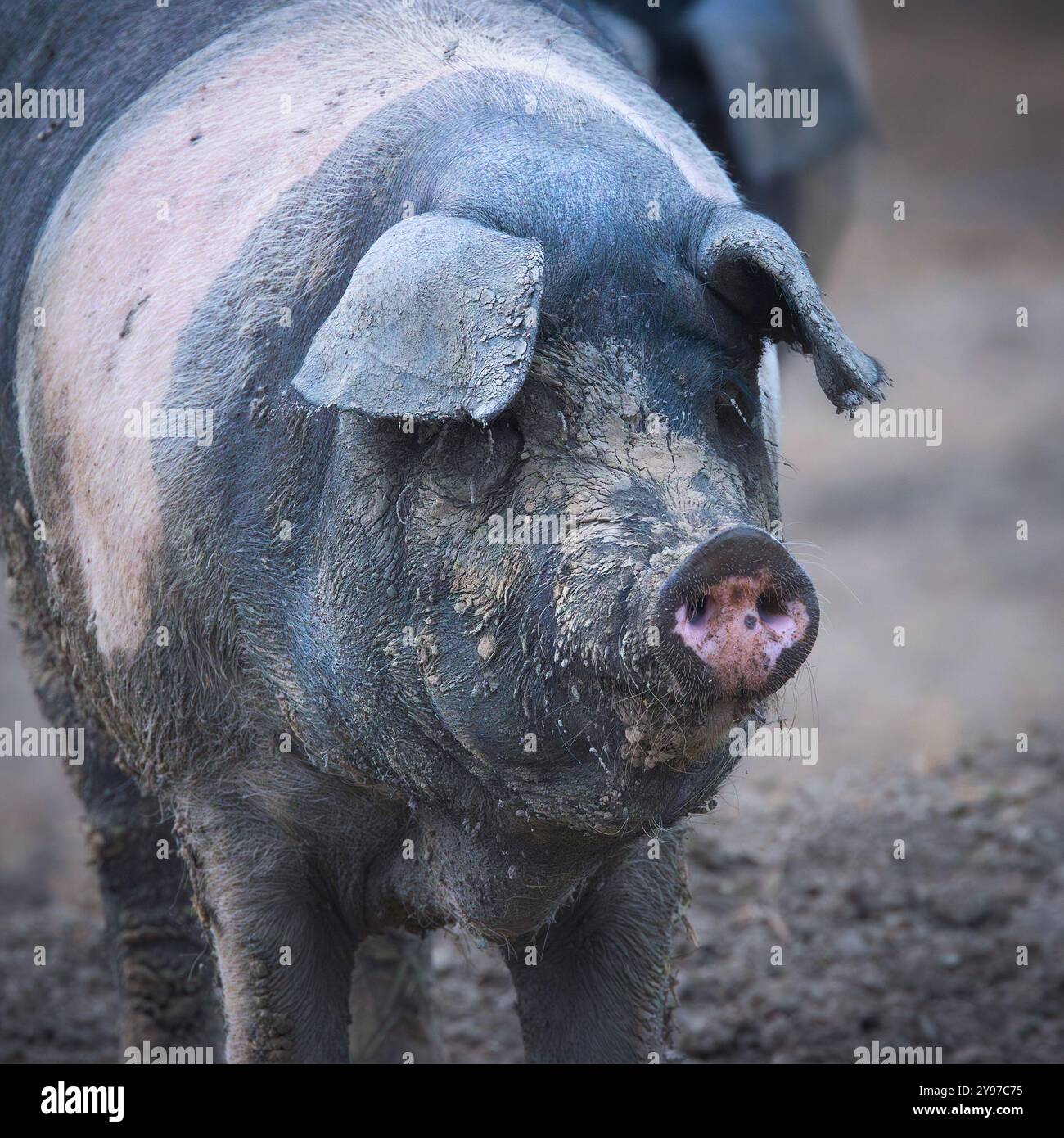 portrait of Romanian Saddleback, a pig breed from Transylvania Stock ...