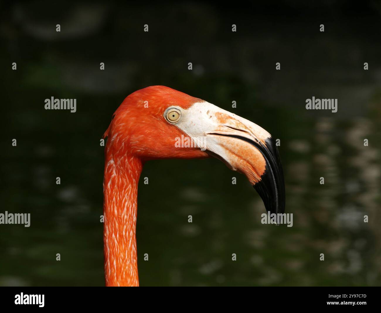 side profil of pink caribbean flamingo in the water. Close up of the ...