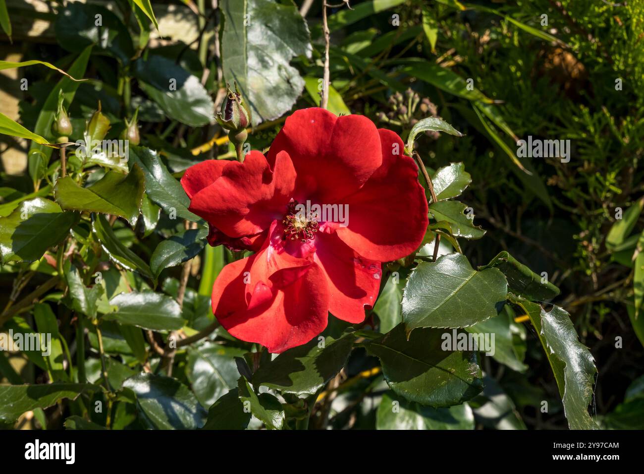 Blood rose flower hi-res stock photography and images - Alamy