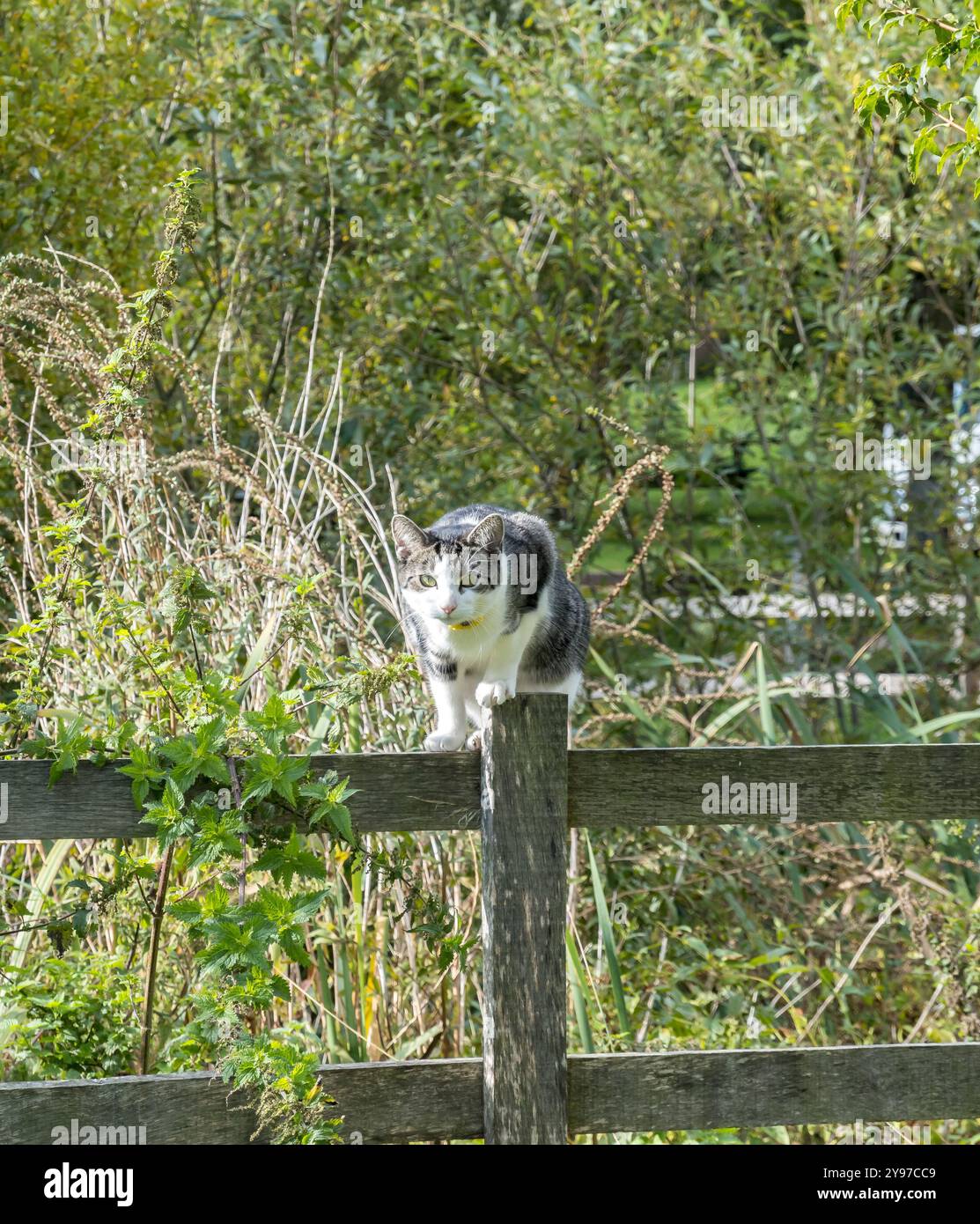 Cat stalking prey hi-res stock photography and images - Alamy
