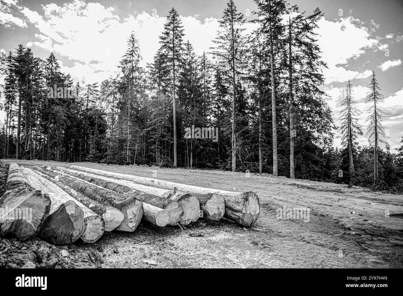 Log trunks pile, the logging timber forest wood industry. Felling trees ...