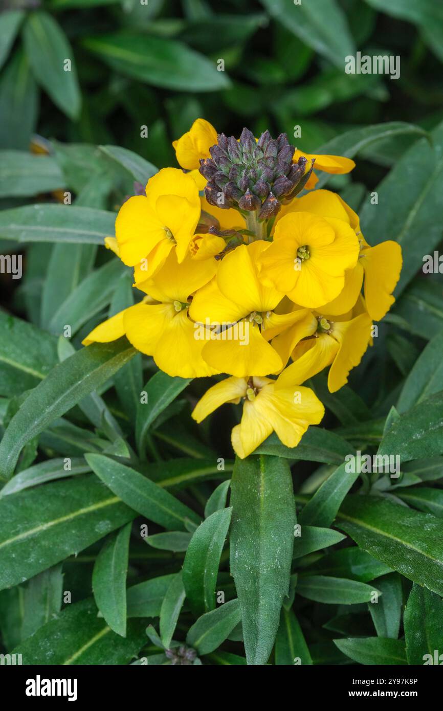 Erysimum Walberton's Fragrant Sunshine, wallflower Walberton's Fragrant ...