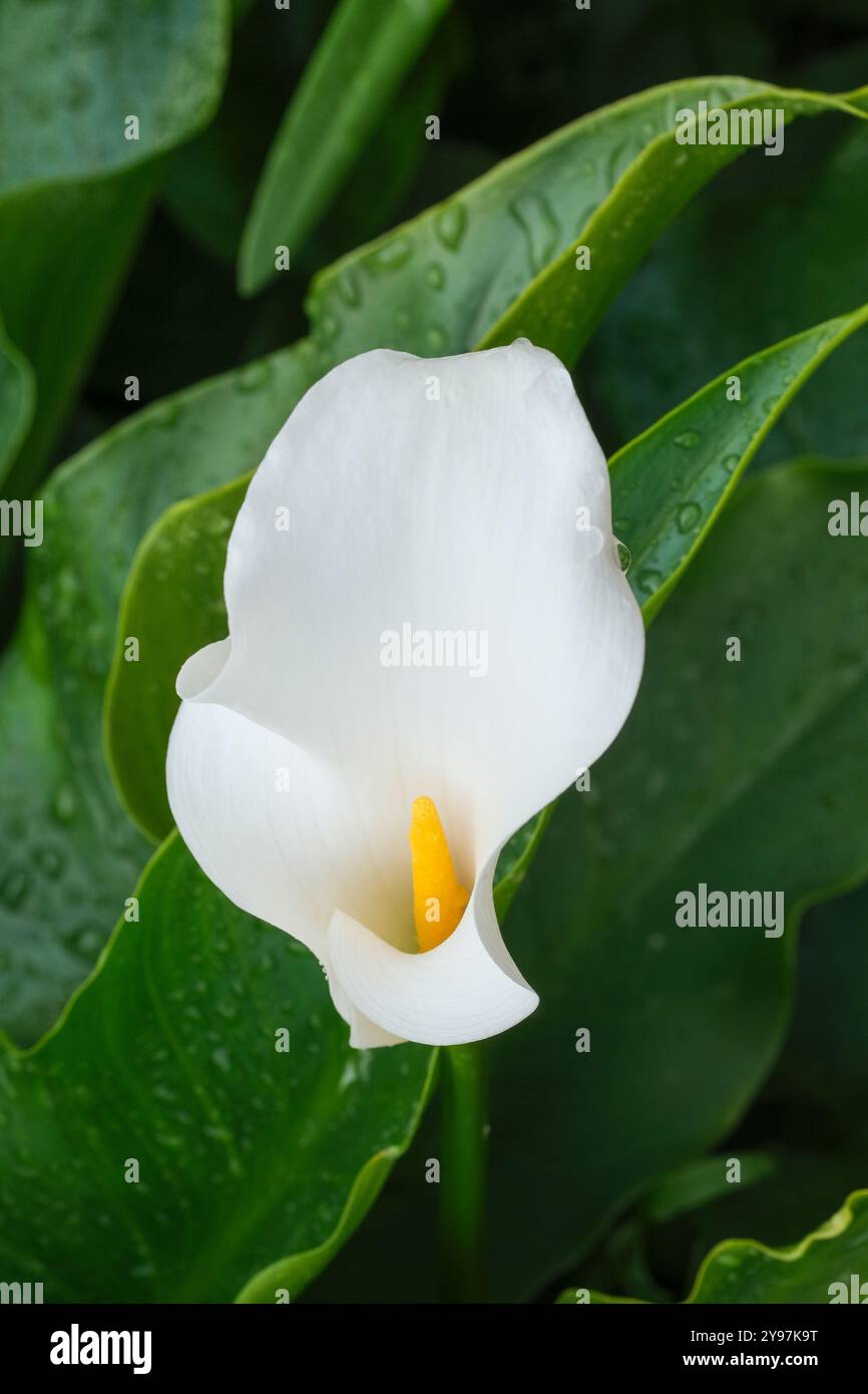 Zantedeschia aethiopica Crowborough, arum lily Crowborough, arrow ...