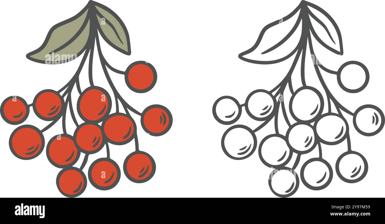 Rowan set black outline doodle illustration and color version Stock ...