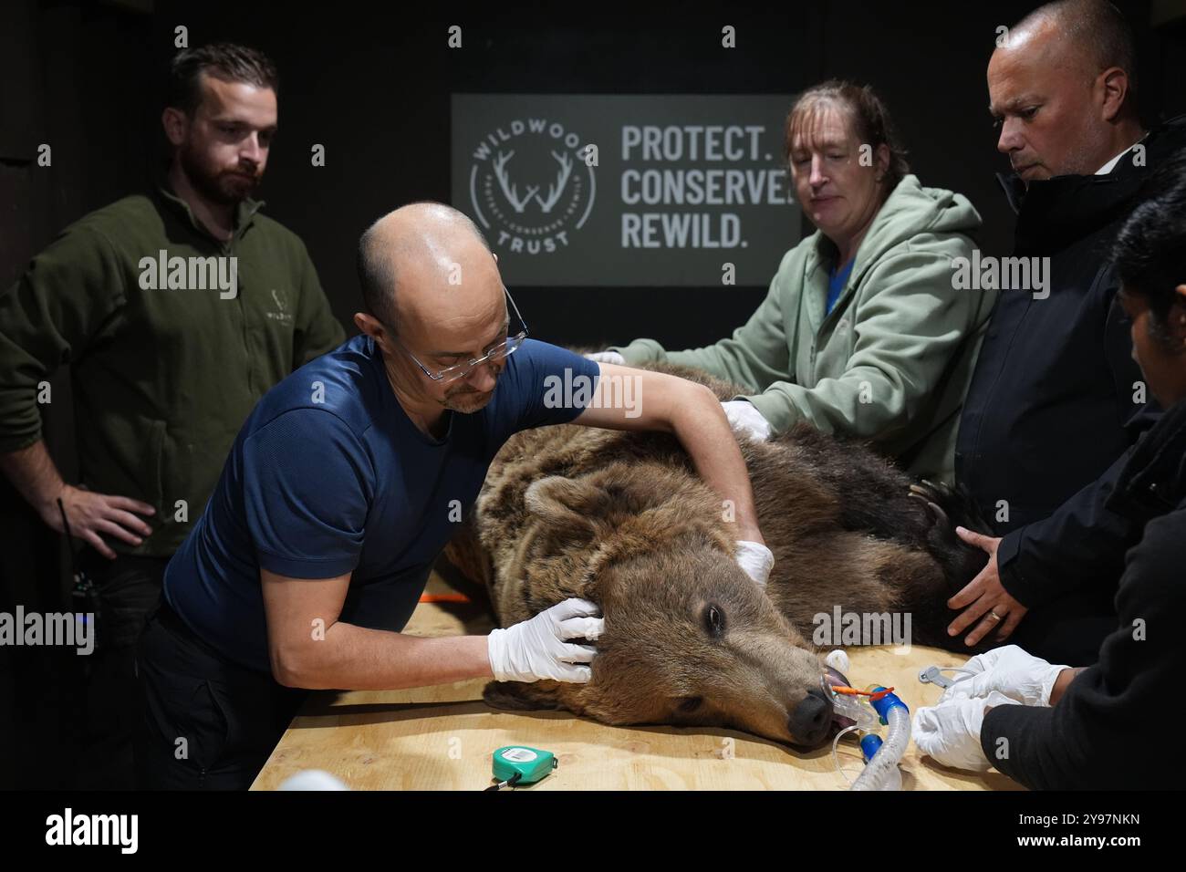 Specialist wildlife veterinary surgeon, Romain Pizzi, prepares to ...