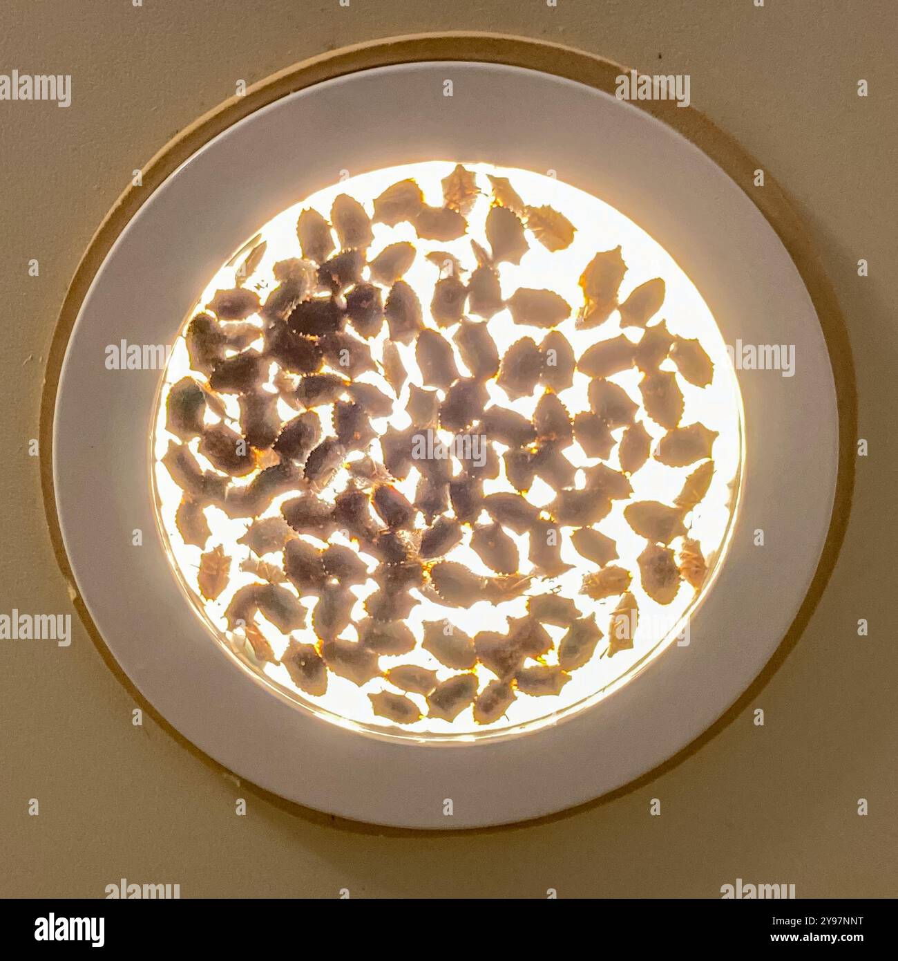 Hundreds of kamemushi, also called japanese stink bugs, in bathroom ...