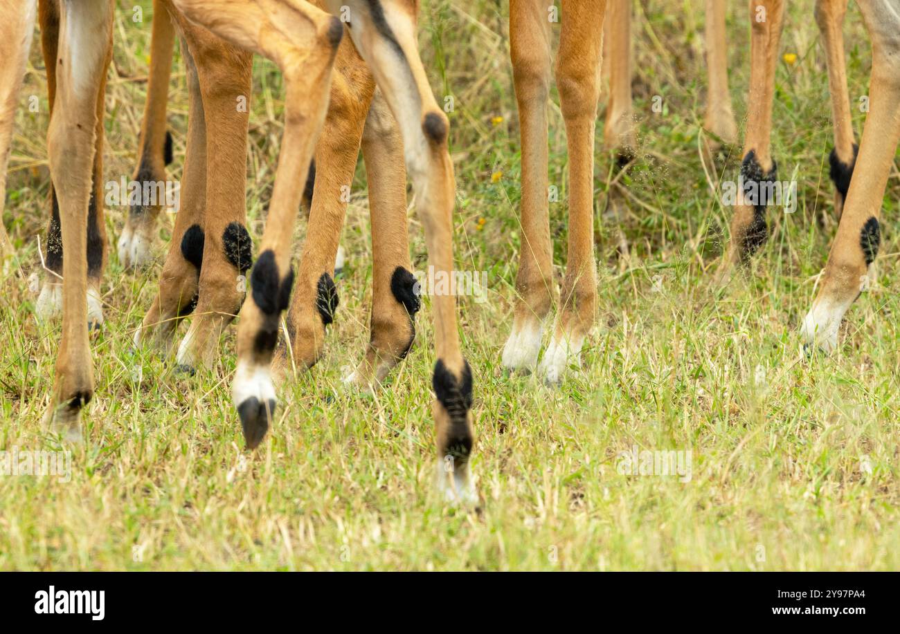 The black hairs on an Impalas hind legs cover a unique gland, the ...