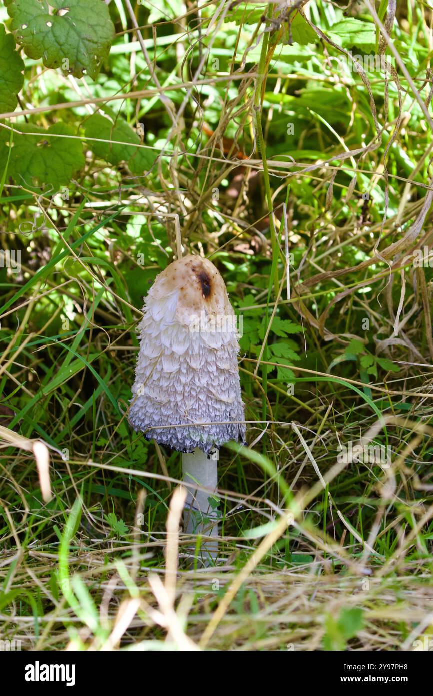 Shaggy Ink Cap Fungi (Coprinus comatus Stock Photo - Alamy