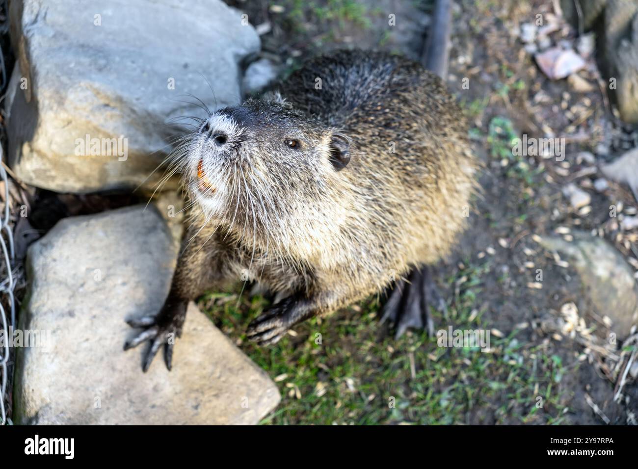 An otter or nutria stands on its hind legs on a lawn close-up Stock ...