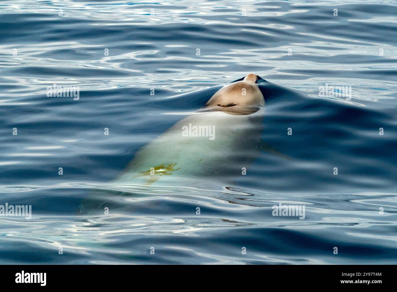 A Cuvier's beaked whale Damaged by propeller impact collision Stock ...