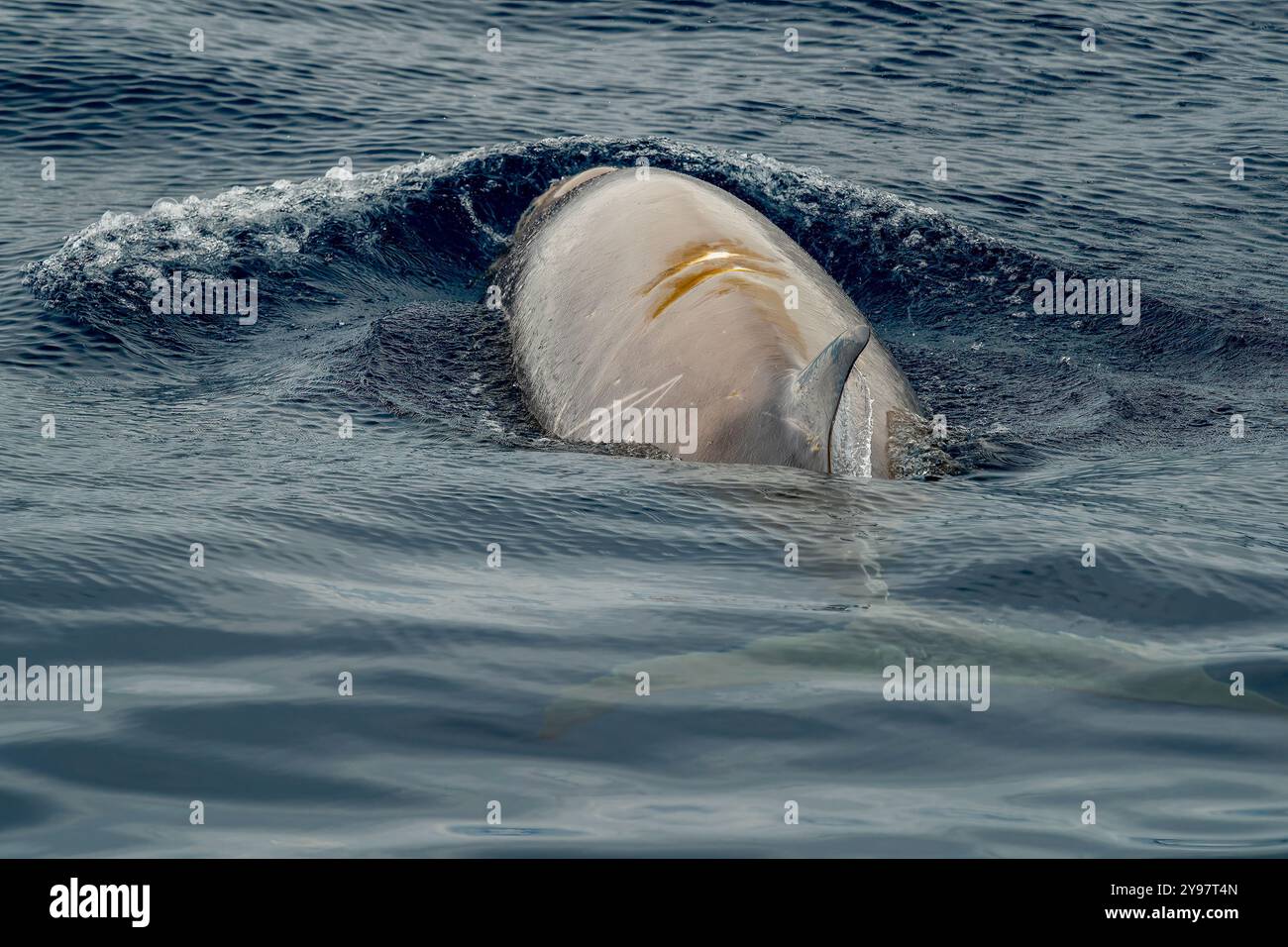 A Cuvier's beaked whale Damaged by propeller impact collision Stock ...