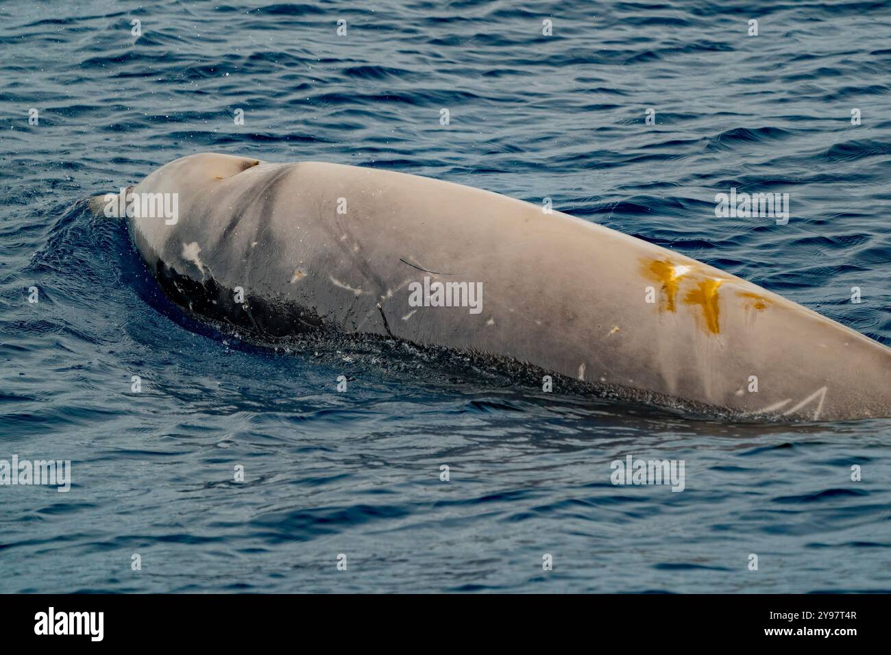 A Cuvier's beaked whale Damaged by propeller impact collision Stock ...