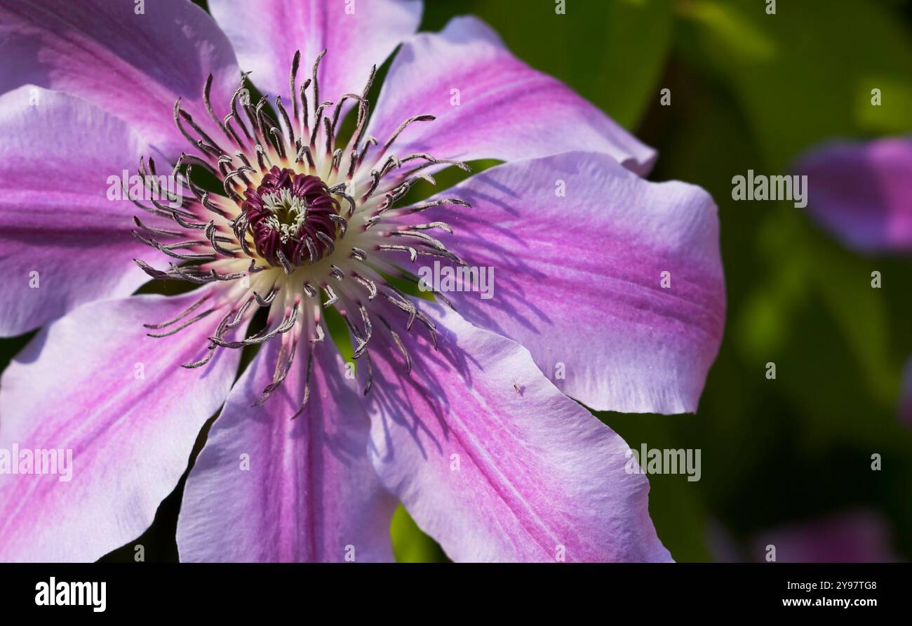 Flowers, spring and purple buttercup in garden with sustainability ...