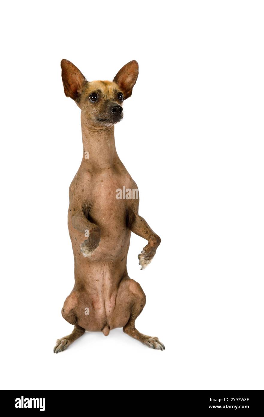 Purebred Xoloitzcuintli dog standing up on its hind legs on a white ...